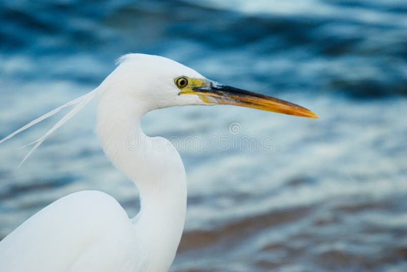 De Witte Reiger En De Zwarte Buffels Lagen in Een Vulklei Van Modder Op ...