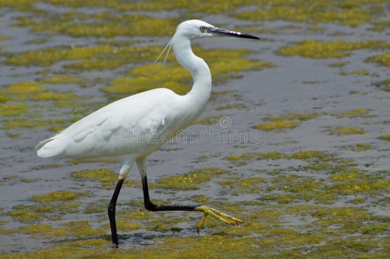 Witte reiger stock foto. Image of nagedacht, weerspiegelen - 17415480