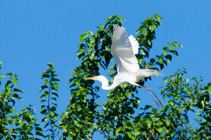 Witte Reiger stock afbeelding. Image of moeras, roofdier - 28670367