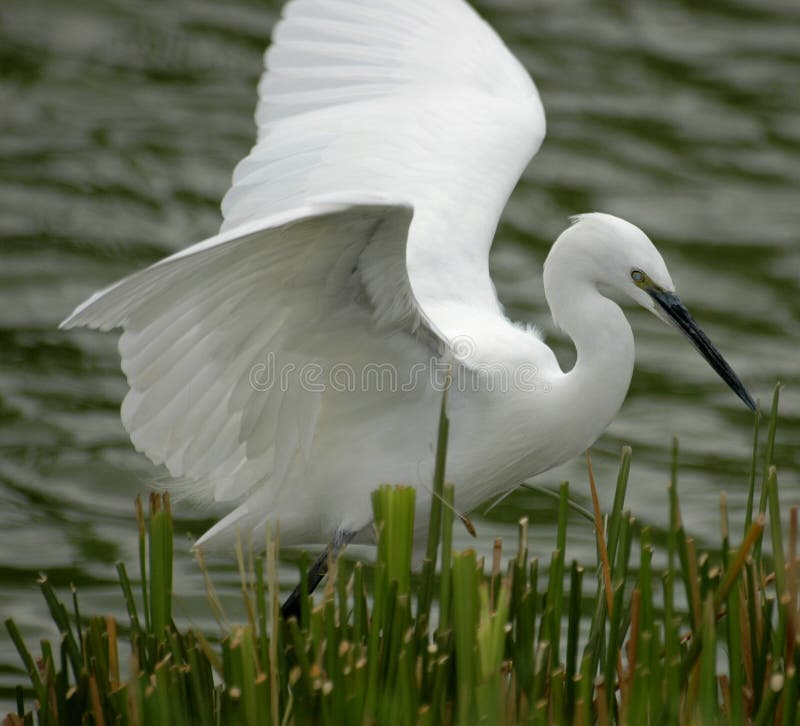 Witte reiger stock afbeelding. Image of wild, mooi, reis - 102631717