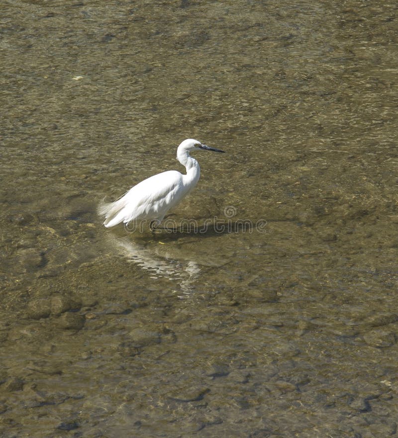 Witte reiger stock foto. Image of rivier, reiger, japans - 35100228