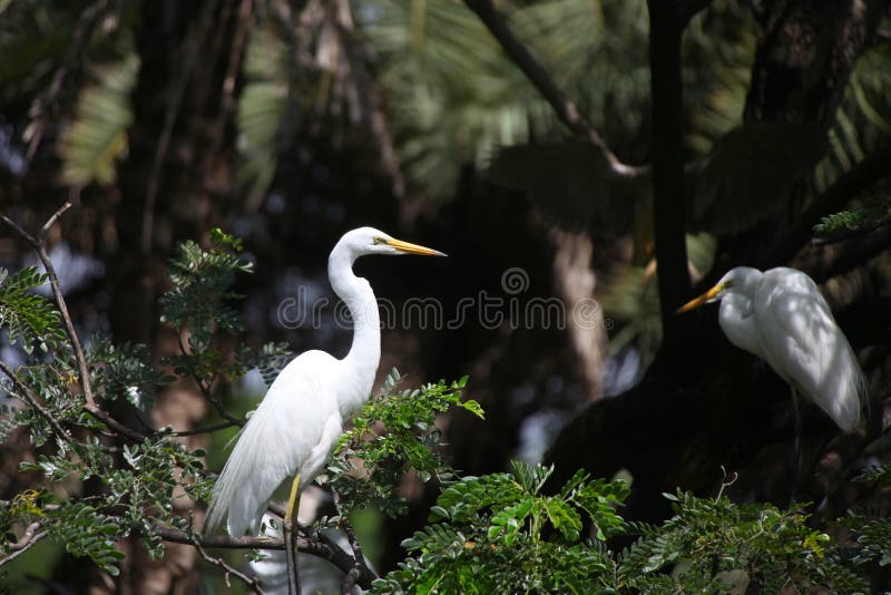 Witte reiger stock afbeelding. Image of veer, vogel, insecten - 40749721
