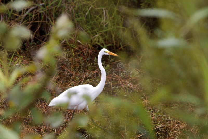 Wit Reiger Tegenlicht Bij Zonsopgang Stock Foto - Image of elegantie ...