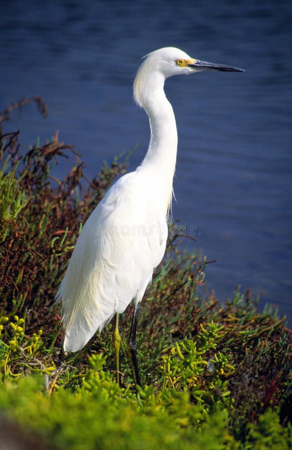 Witte Reiger Met Een Lange Bek Stock Foto - Image of vogelobservatie ...