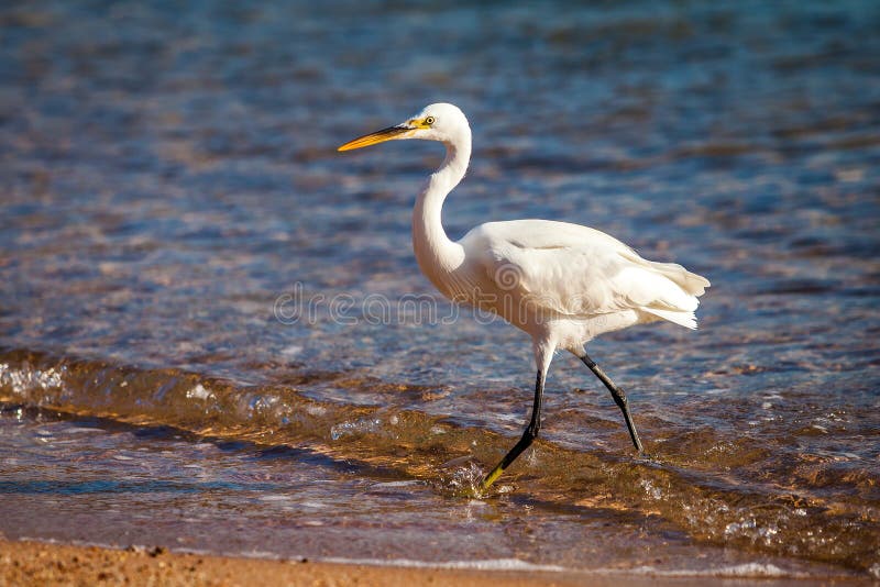 Witte reiger stock afbeelding. Image of wild, mooi, reis - 102631717
