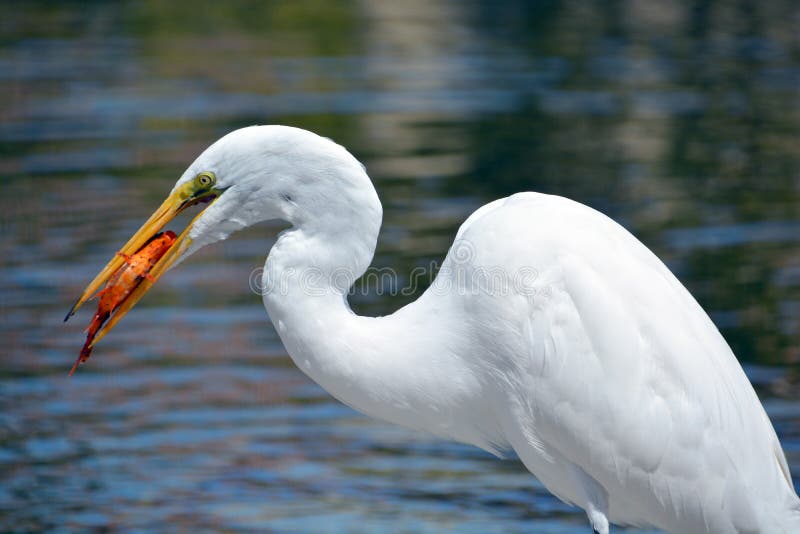 Witte Reiger Die Koivissen Eten Stock Foto - Image of vijver, vogel ...