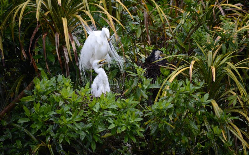 Witte Reiger Met Kuiken in Nest Stock Afbeelding - Image of kleur ...