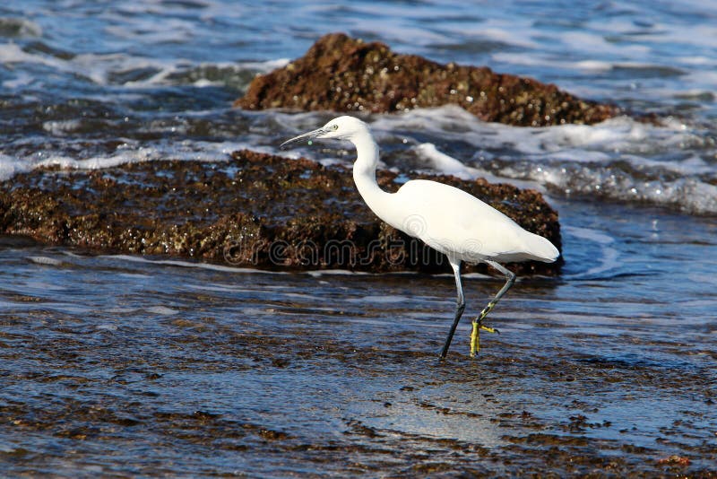 Witte reiger op de kust stock foto. Image of vissen - 106484732