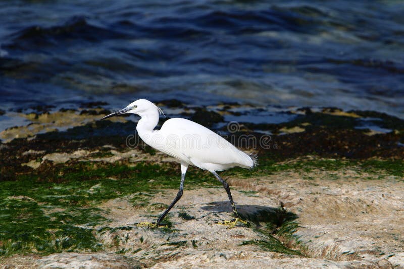 Witte reiger op de kust stock foto. Image of vissen - 106484732