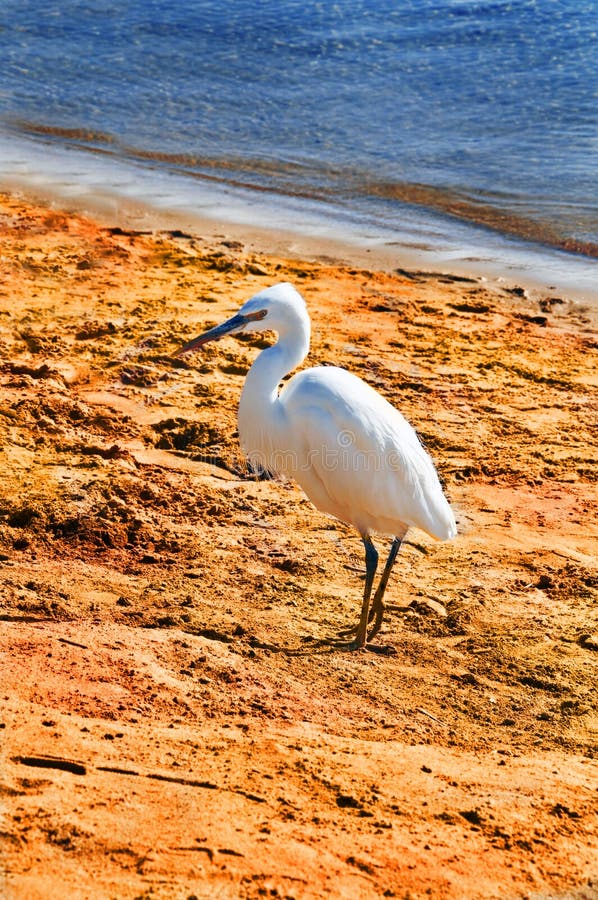 Witte Reiger Op Het Strand, Egypte, Afrika Stock Afbeelding - Image of ...