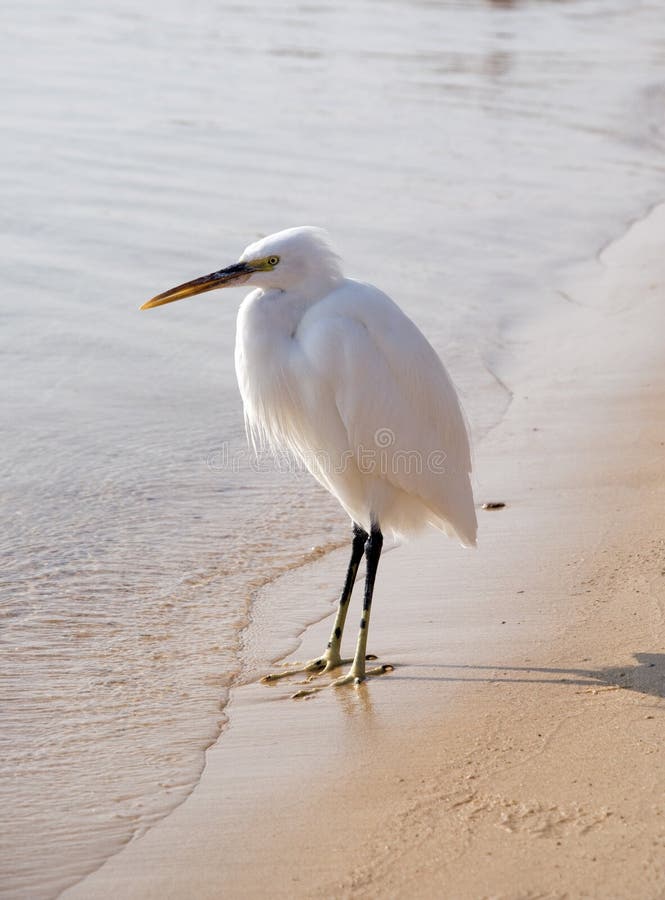 Witte Reiger Op Het Strand, Egypte, Afrika Stock Afbeelding - Image of ...