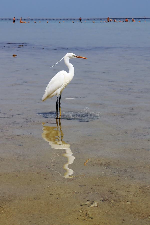 Witte Reiger in Rode Overzees Stock Afbeelding - Image of zuiden, nave ...