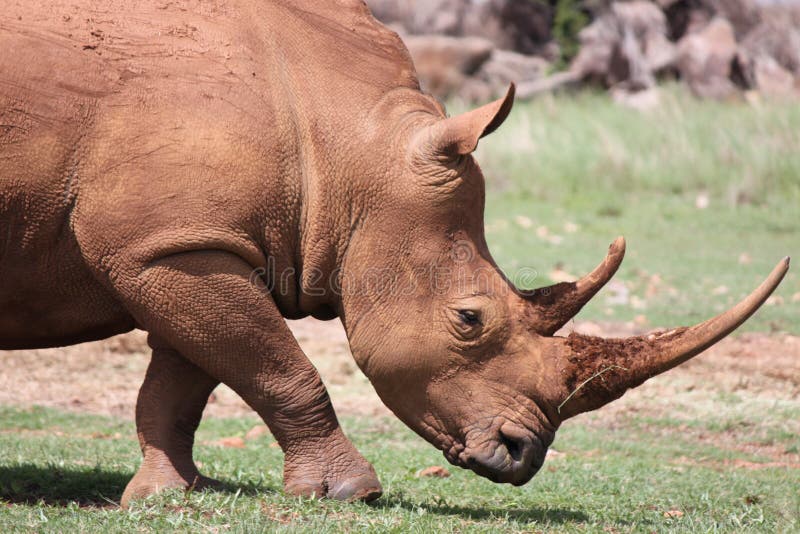 Rinoceros stock afbeelding. Image of dieren, zoogdier - 48040105