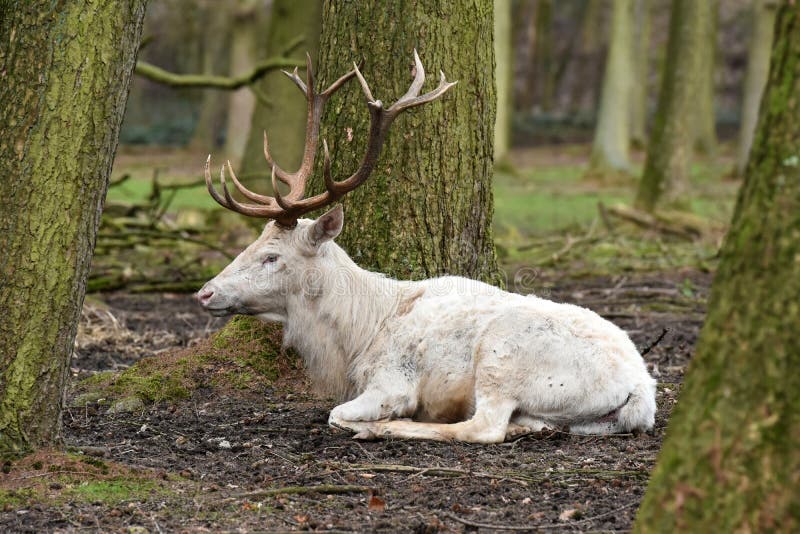 Witte Rode Herten of Witte Hert Stock Afbeelding - Image of organisme ...