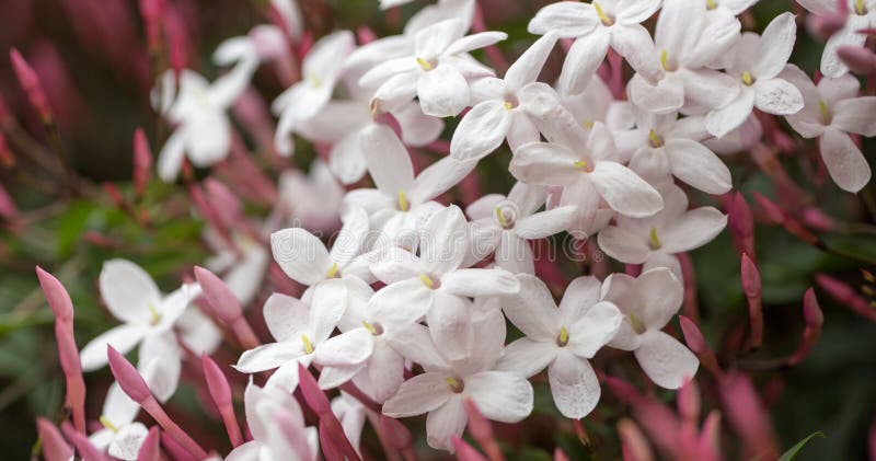 Witte & Roze Jasmijn - Jasminum-polyanthum Stock Afbeelding - Image of ...