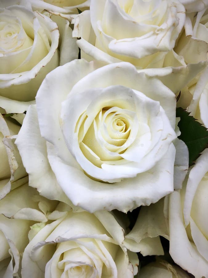 Witte rozen stock afbeelding. Image of boeket, mooi - 101900953