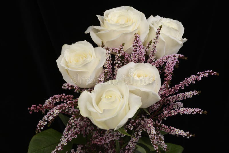 Witte rozen stock foto. Afbeelding bestaande uit achtergrond - 26170