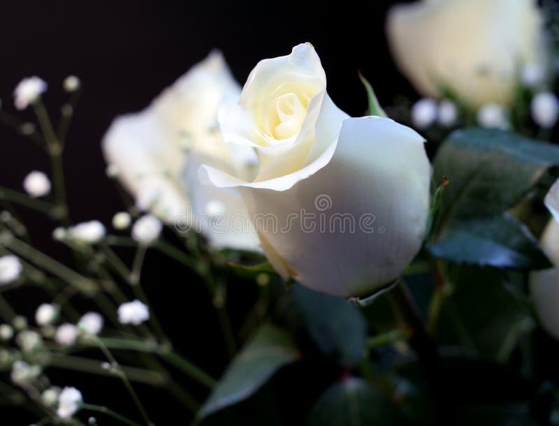 Witte Rozen stock foto. Image of regeling, bloem, rozen - 2030262