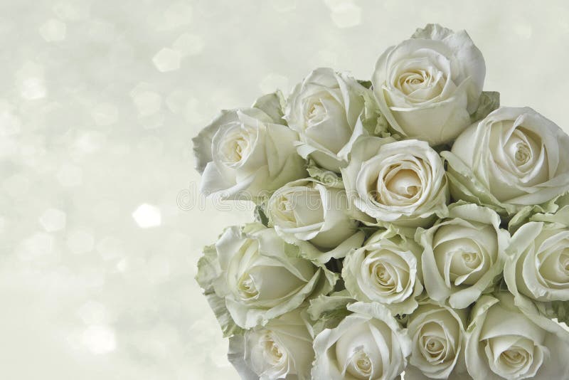 Achtergrond Van Witte Rozen Stock Foto - Image of huwelijk, liefde ...