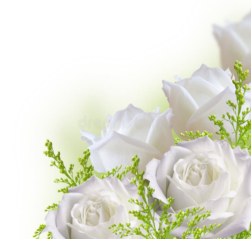 Witte Rozen stock foto. Image of regeling, bloem, rozen - 2030262