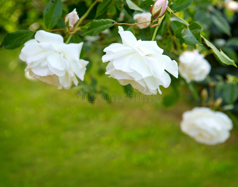 Witte rozen in een tuin stock afbeelding. Image of rozen - 73171179