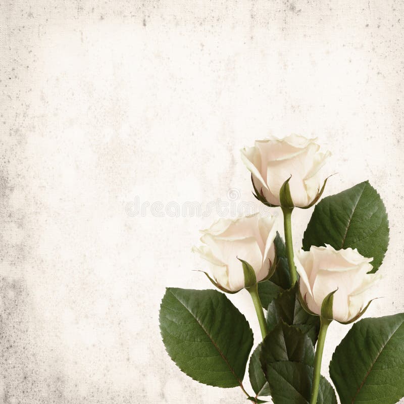 Witte Rozen Op Een Vintage Achtergrond Stock Afbeelding - Image of ...