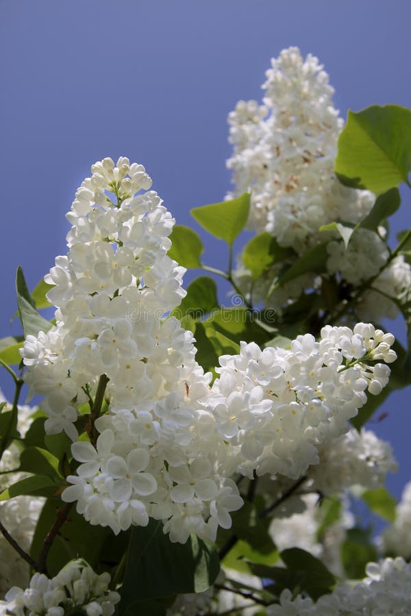 Sering Witte Bloemen - Bloemen