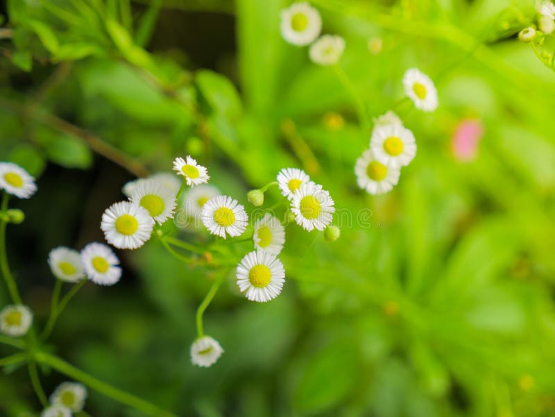 Witte Snijdersbloemen in Verse Tuin Stock Afbeelding - Image of klein ...