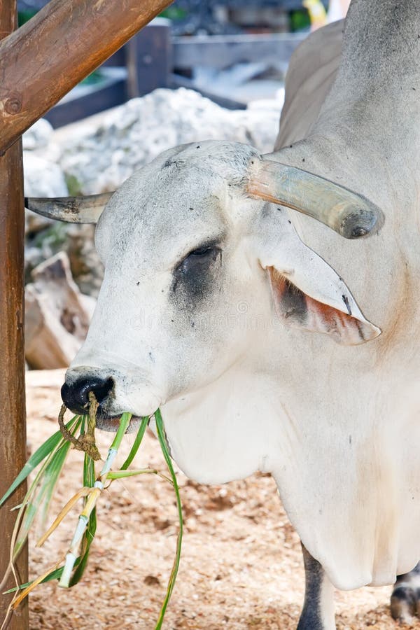 Witte Stier Met Een Ring in Neusgaten Stock Afbeelding - Image of zomer ...