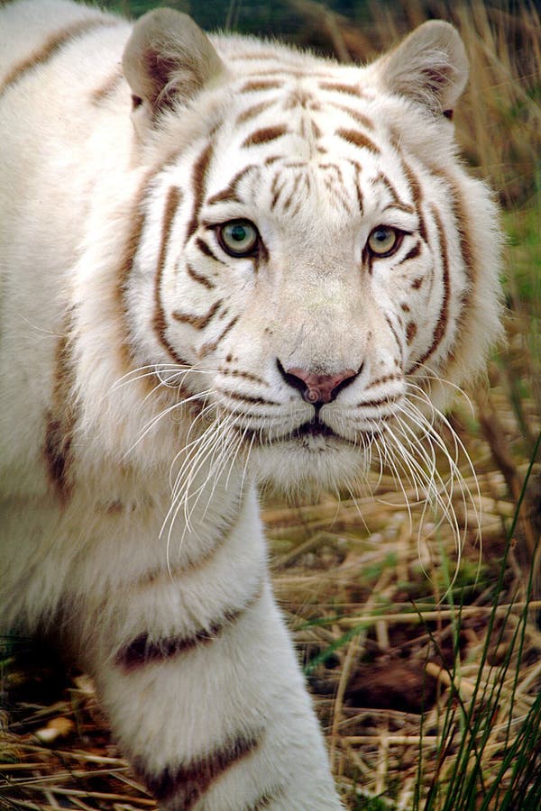 Witte tijger stock afbeelding. Image of soorten, zoogdieren - 10579