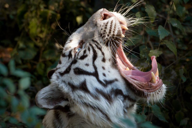 Boze tijger stock foto. Image of gevaarlijk, prooi, sluit - 10133710