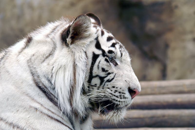 Witte tijger stock foto. Image of bont, katachtig, streep - 2743976
