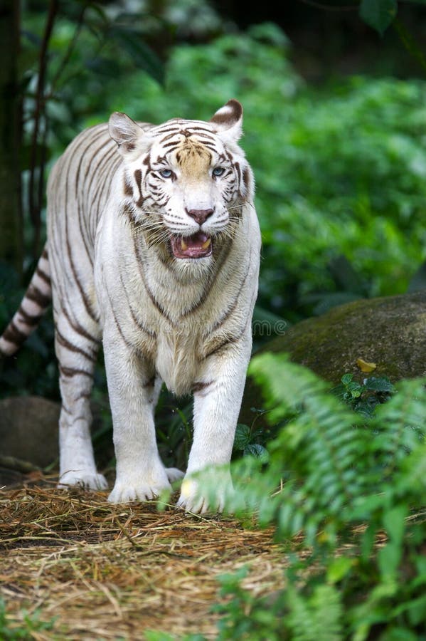 Witte Tijger stock foto. Image of dier, tijgers, ronddraaien - 3746918