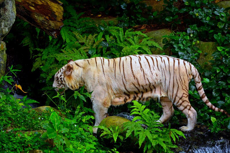Witte tijger stock foto. Image of zoogdier, dier, leefgebied - 140106716