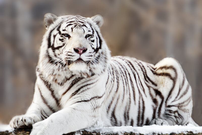 Witte tijger stock foto. Image of buiten, tijger, onbetrouwbaar - 50632968