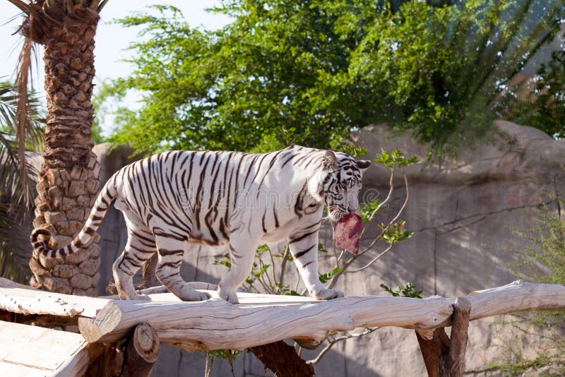 De Witte Tijger Die Van Bengalen Vlees Eten Stock Foto - Afbeelding ...