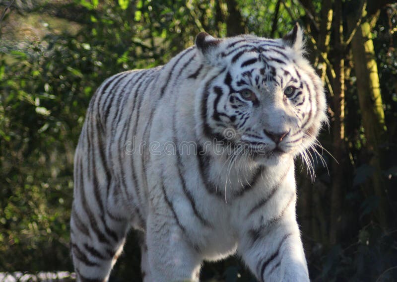 Witte tijger stock foto. Image of huisdier, behoud, woest - 86287724