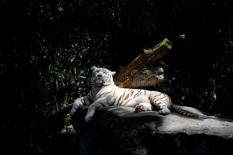 Witte tijger stock foto. Image of bengaals, agressie - 140106642