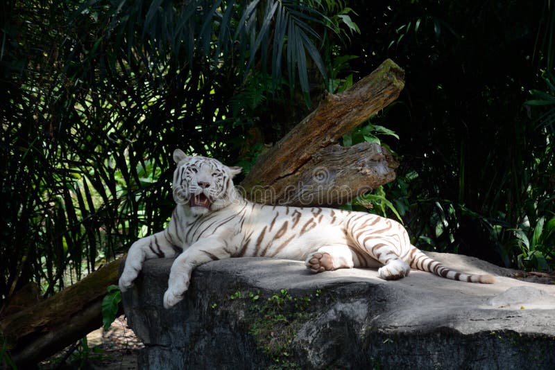 Witte tijger stock foto. Image of vangst, klauw, azië - 140106652