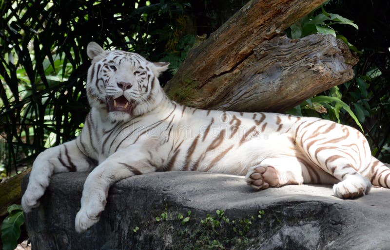Witte tijger stock foto. Image of zoogdier, dier, leefgebied - 140106716