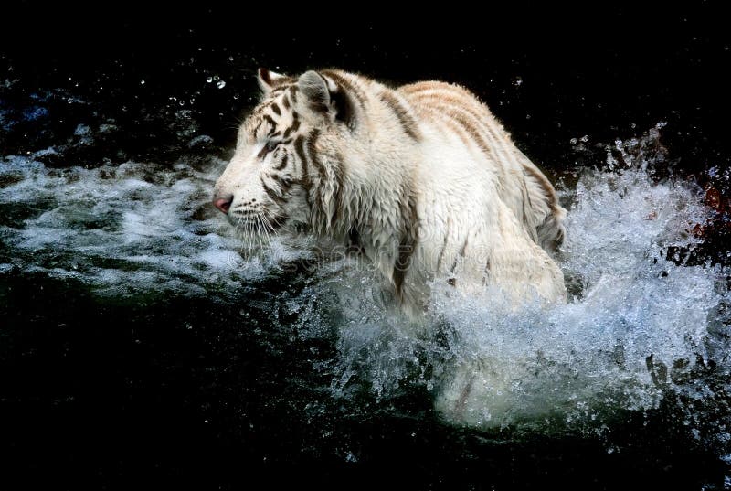 Witte tijger in het water stock foto. Image of plons, water - 9485460