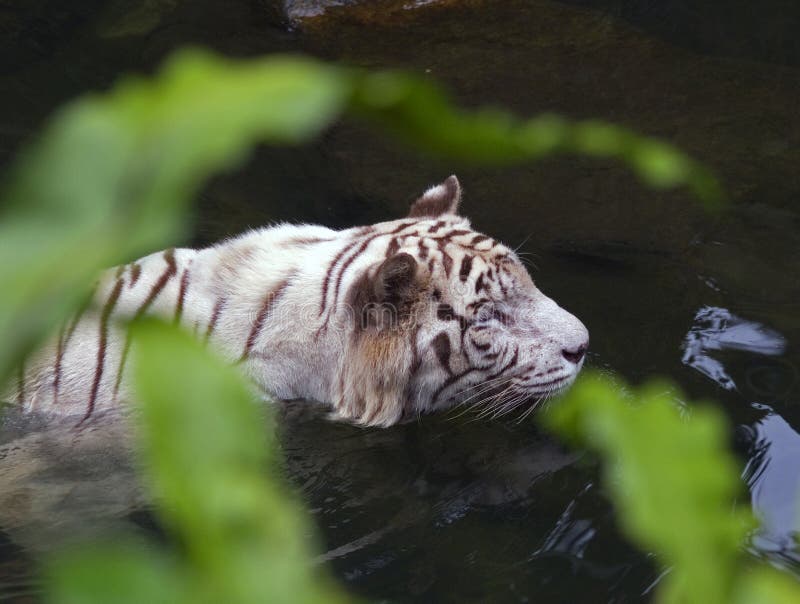 Witte tijger stock foto. Image of zoogdier, dier, leefgebied - 140106716