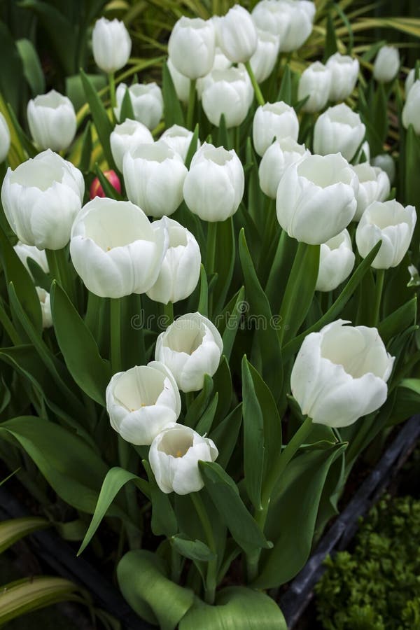 Witte Tulp stock afbeelding. Image of bloem, gebied, geel - 39465637