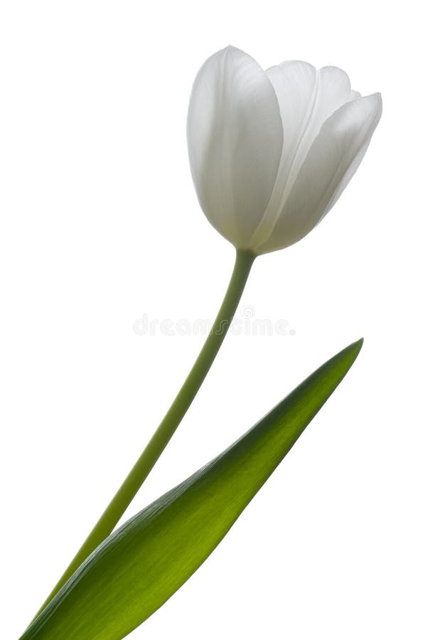 Witte tulp stock afbeelding. Image of tulp, kleur, trillend - 19325707