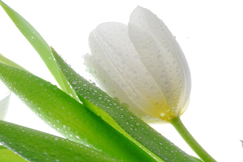 Witte tulp stock afbeelding. Image of bloemblaadje, groen - 6519673