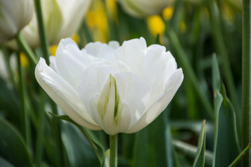 Rode Witte Tulp, Botanische Tuinen Van Balchik, Bulgarije Stock Foto ...
