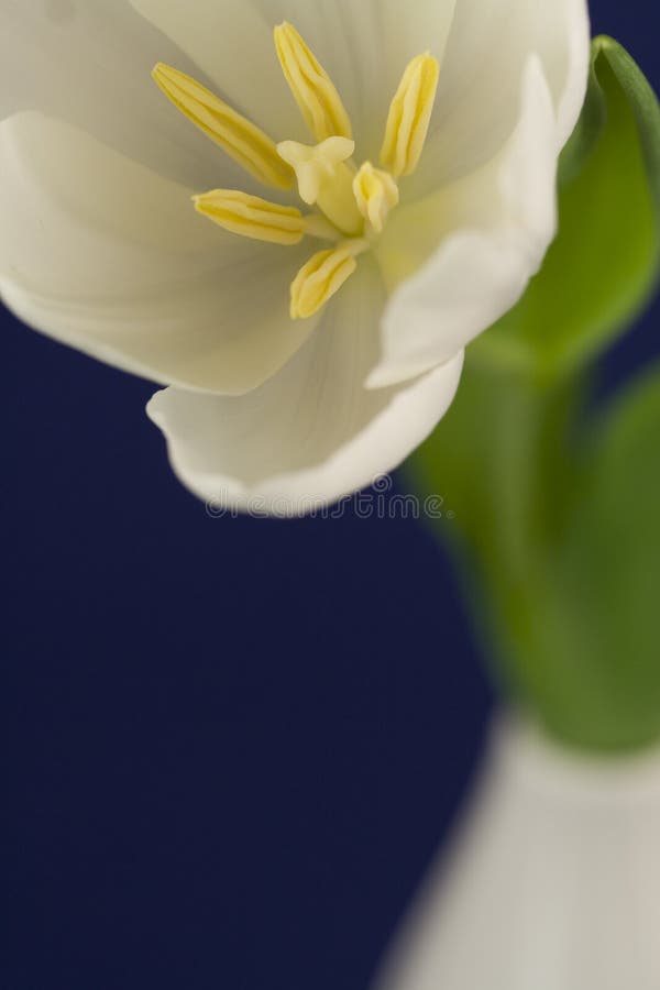 Blauwe tulp stock foto. Image of blauw, zacht, verjaardag - 386880