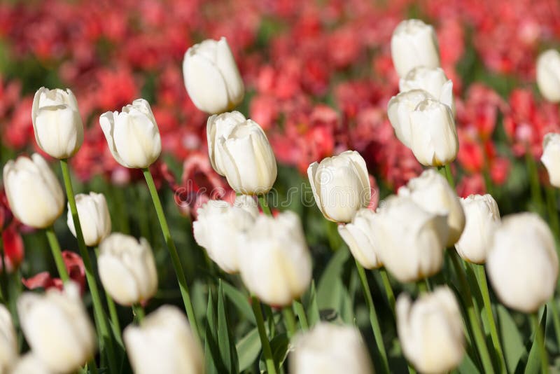 Witte tulpen stock foto. Image of flora, bloeien, nave - 40969128