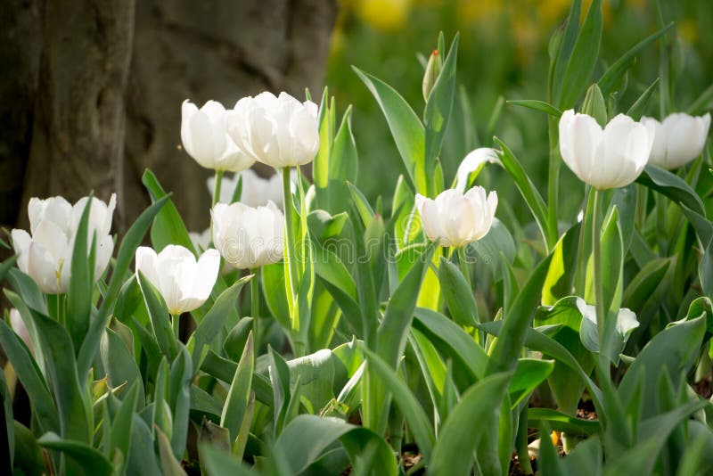 Witte tulpen stock foto. Image of bloesem, boeket, trillend - 65115786