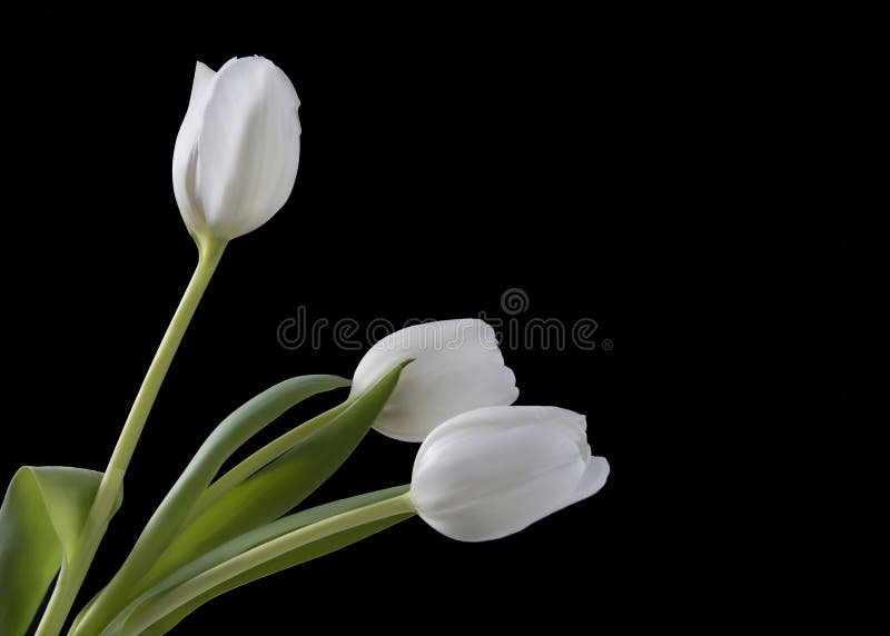 Witte Tulpen Op Een Zwarte Achtergrond Stock Afbeelding - Image of ...